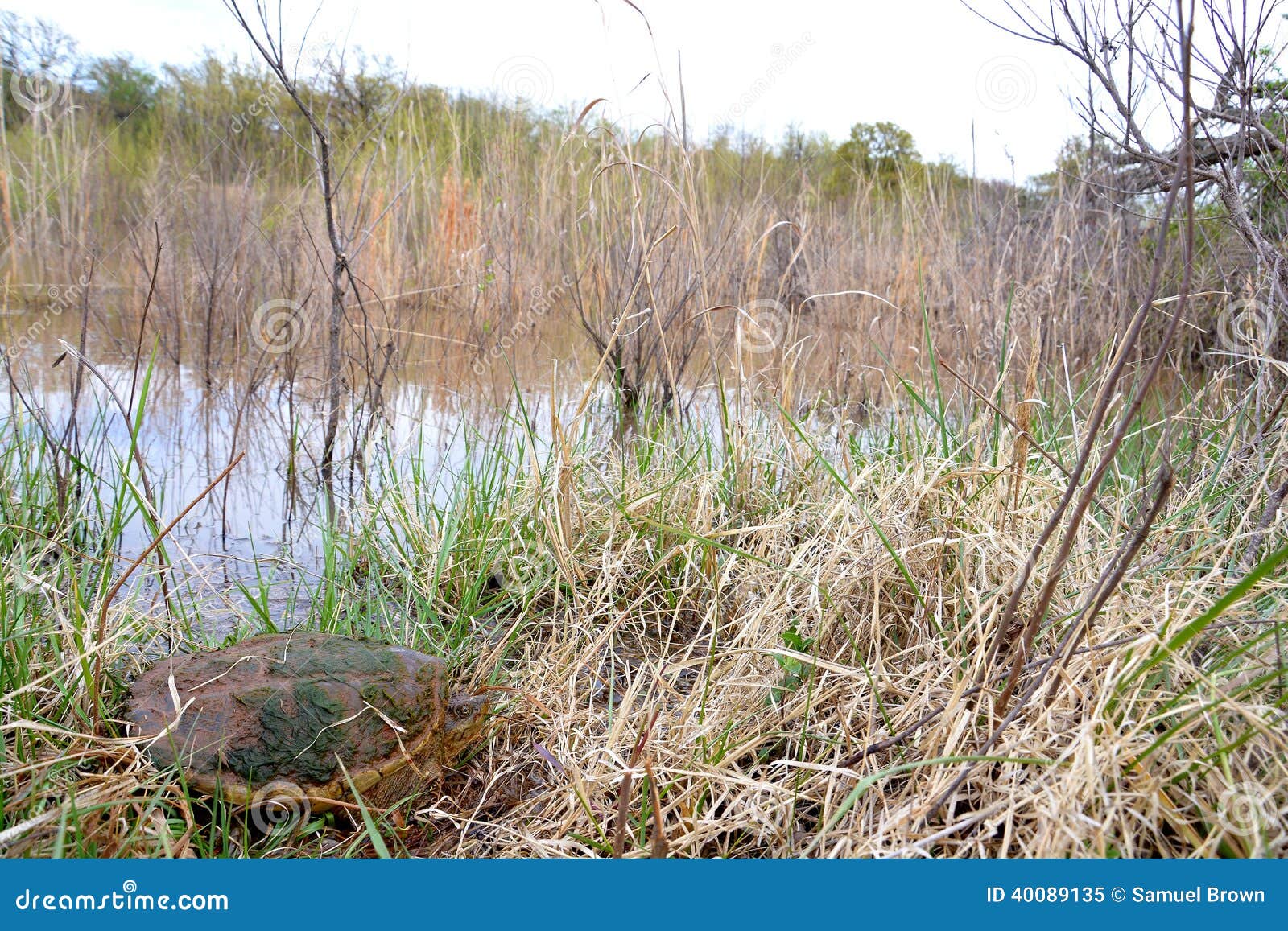 Common Snapping Turtle and Pond Stock Image - Image of algae, grass ...