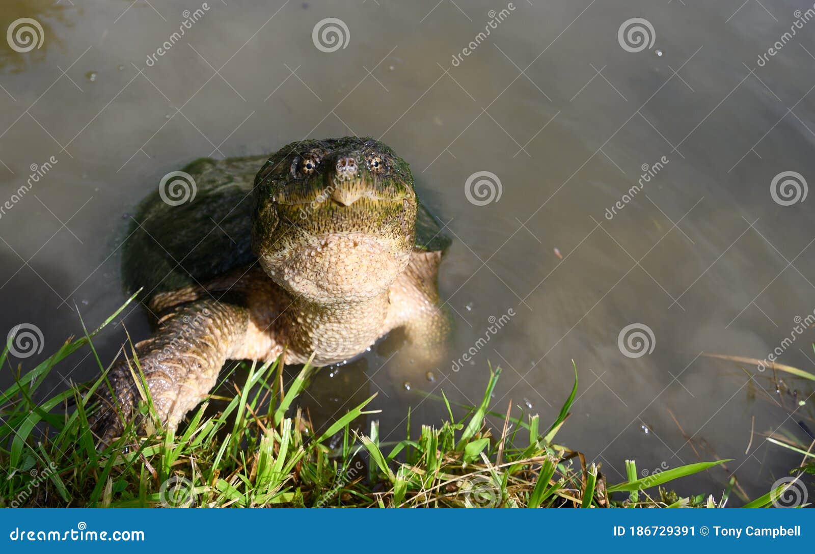 Common Snapping Turtle in a Pond Stock Image - Image of nature, shore ...