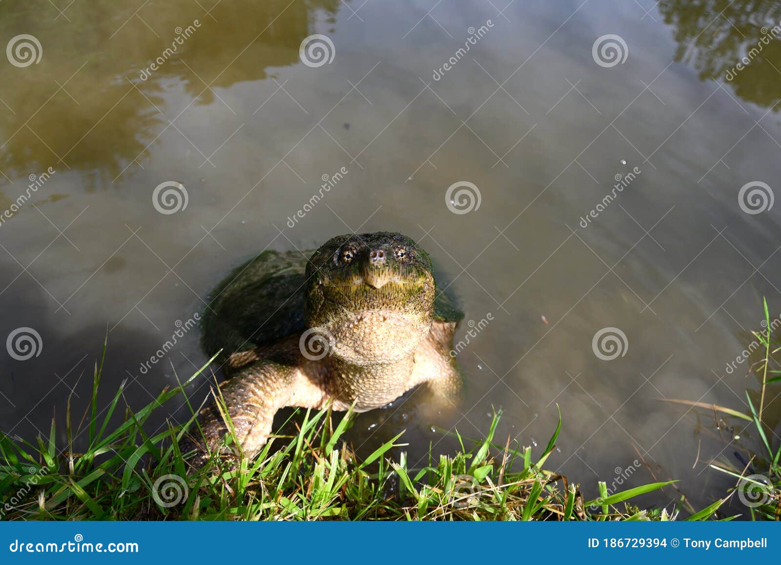 Common Snapping Turtle in a Pond Stock Photo - Image of lake ...