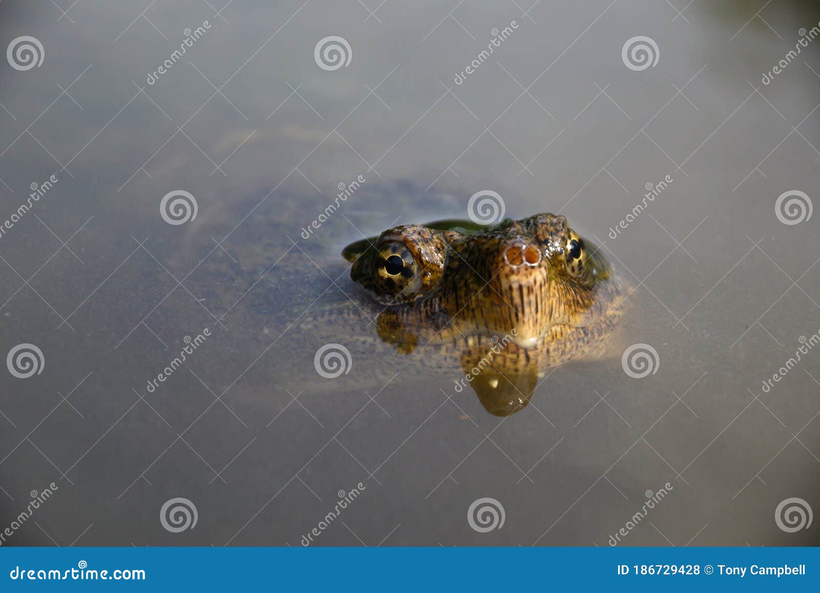 Common Snapping Turtle in a Pond Stock Photo - Image of snapping, wild ...