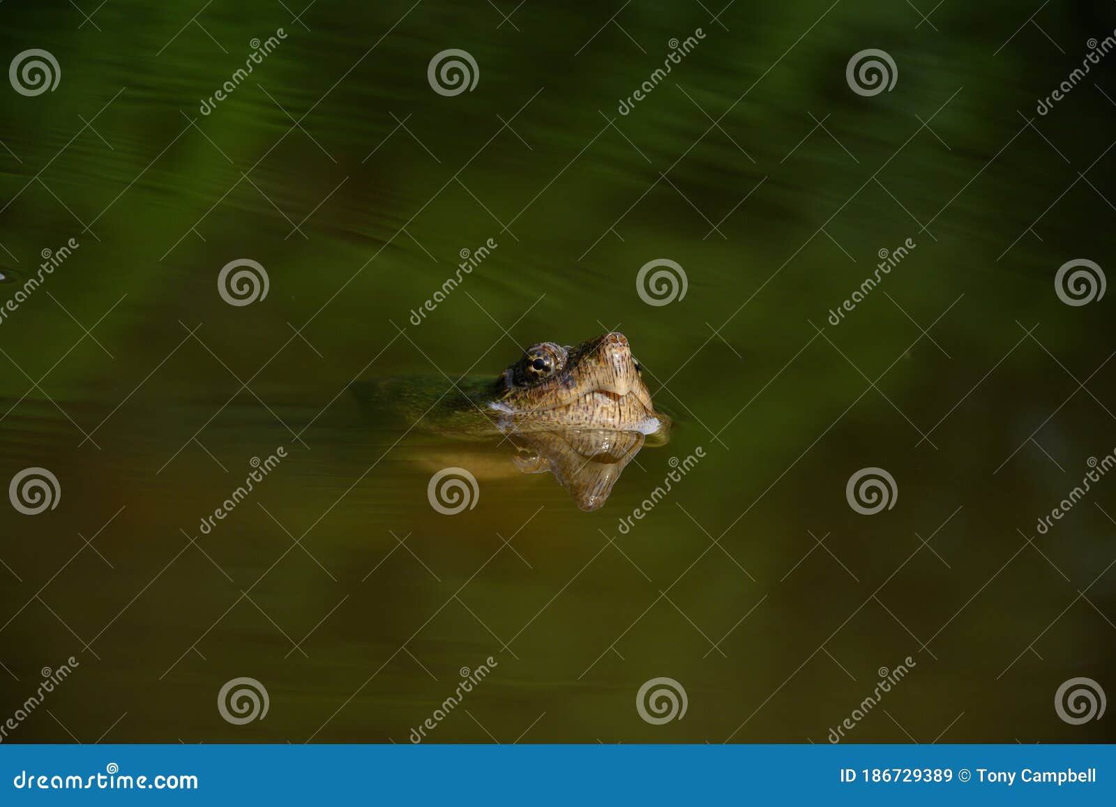 Common Snapping Turtle in a Pond Stock Image - Image of predator ...