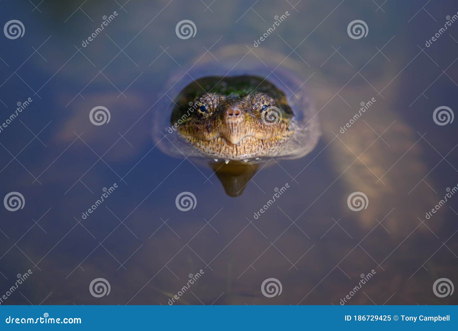 Common Snapping Turtle in a Pond Stock Image - Image of common ...