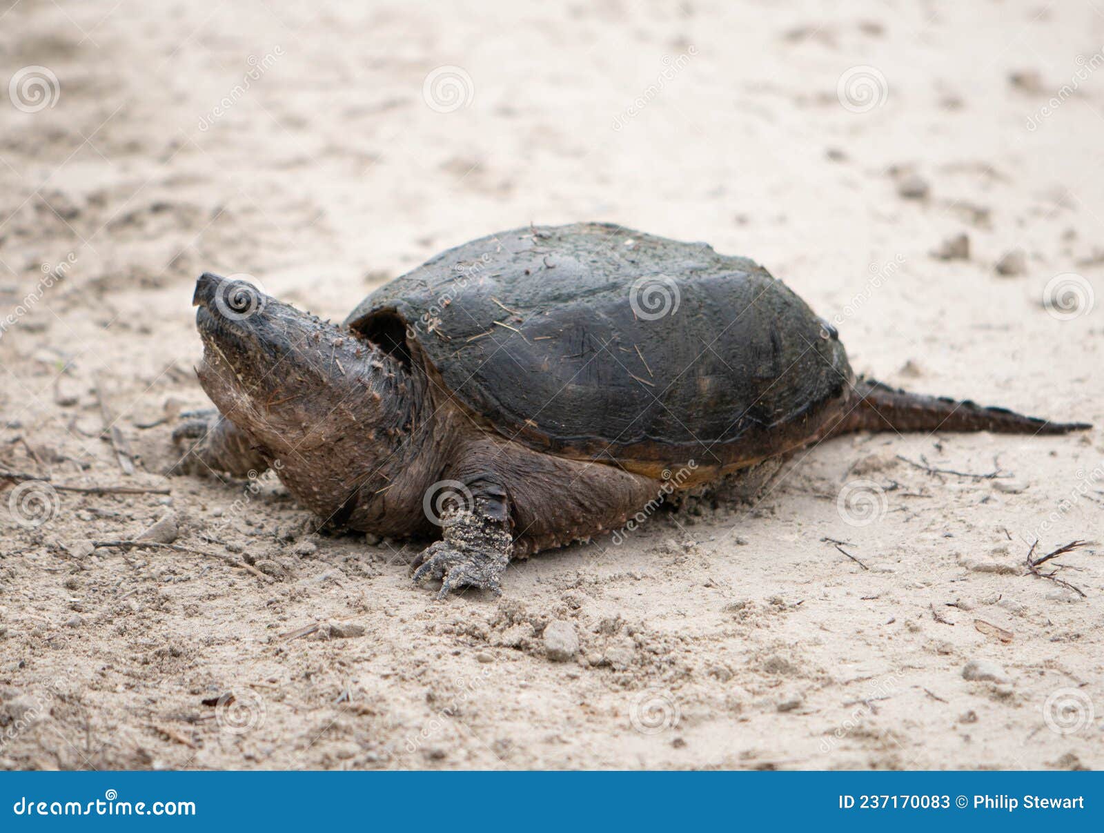 A Common Snapping Turtle on Sandy Ground Stock Image - Image of snapper ...