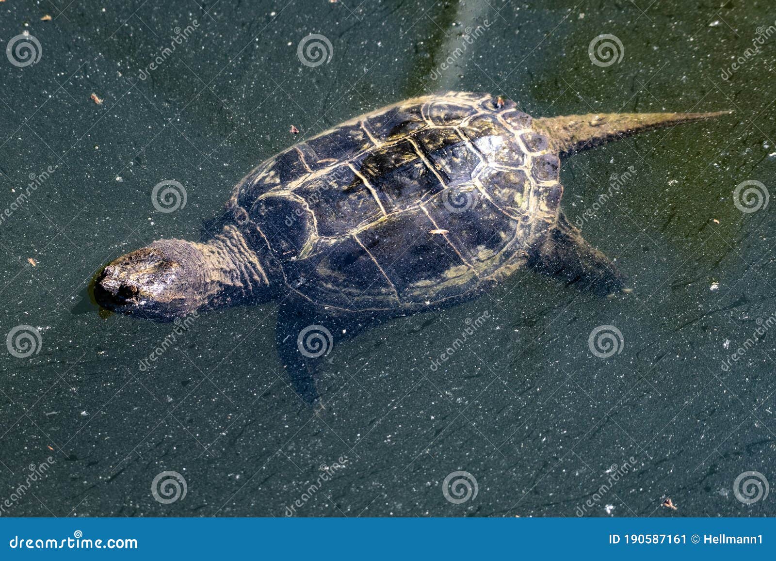 Common Snapping Turtle stock image. Image of animal - 190587161