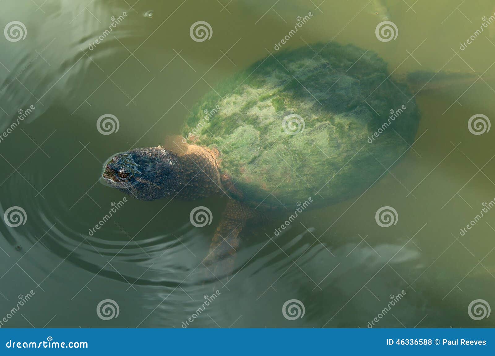 Common Snapping Turtle - Chelydra Serpentina Stock Photo - Image of ...