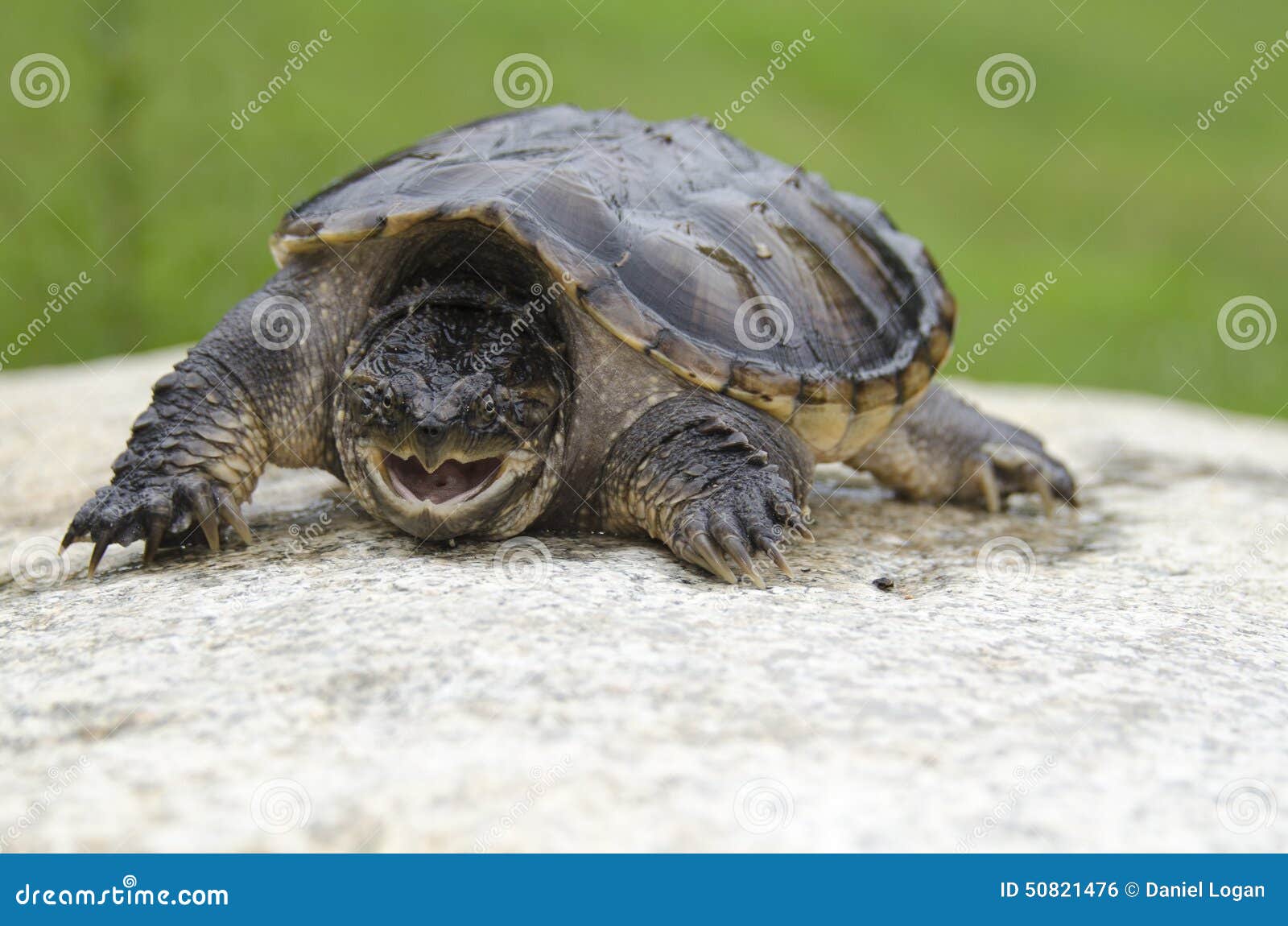 Defiant Stance Stock Photos - Free & Royalty-Free Stock Photos from ...