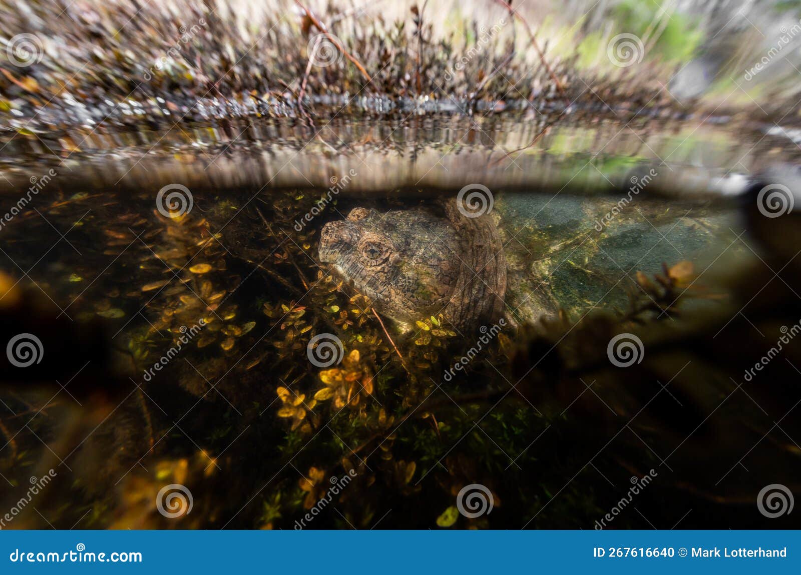 Common Snapping Turtle Underwater in a Massachusetts Bog Stock Photo ...
