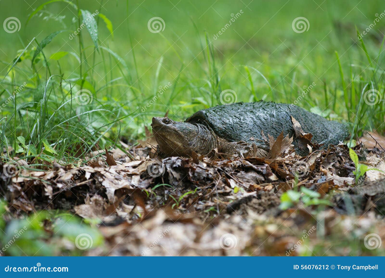 Common snapping turtle stock photo. Image of nature, wilderness - 56076212