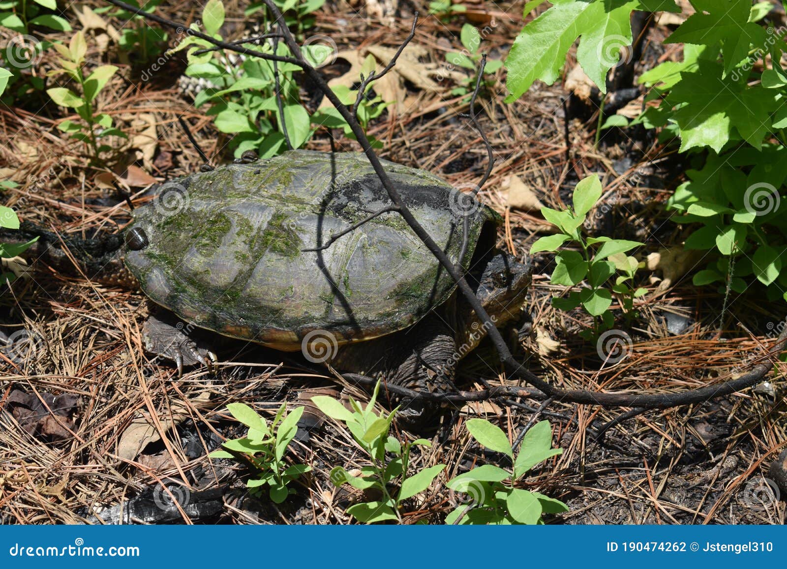 Common Snapping Turtle Walking through Pine Needles Stock Photo - Image ...