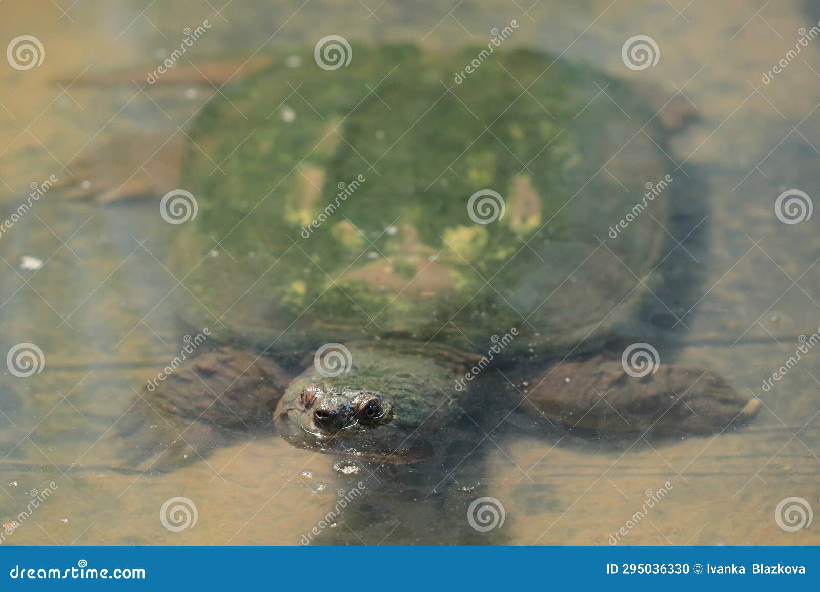 Common snapping turtle stock photo. Image of nature - 295036330