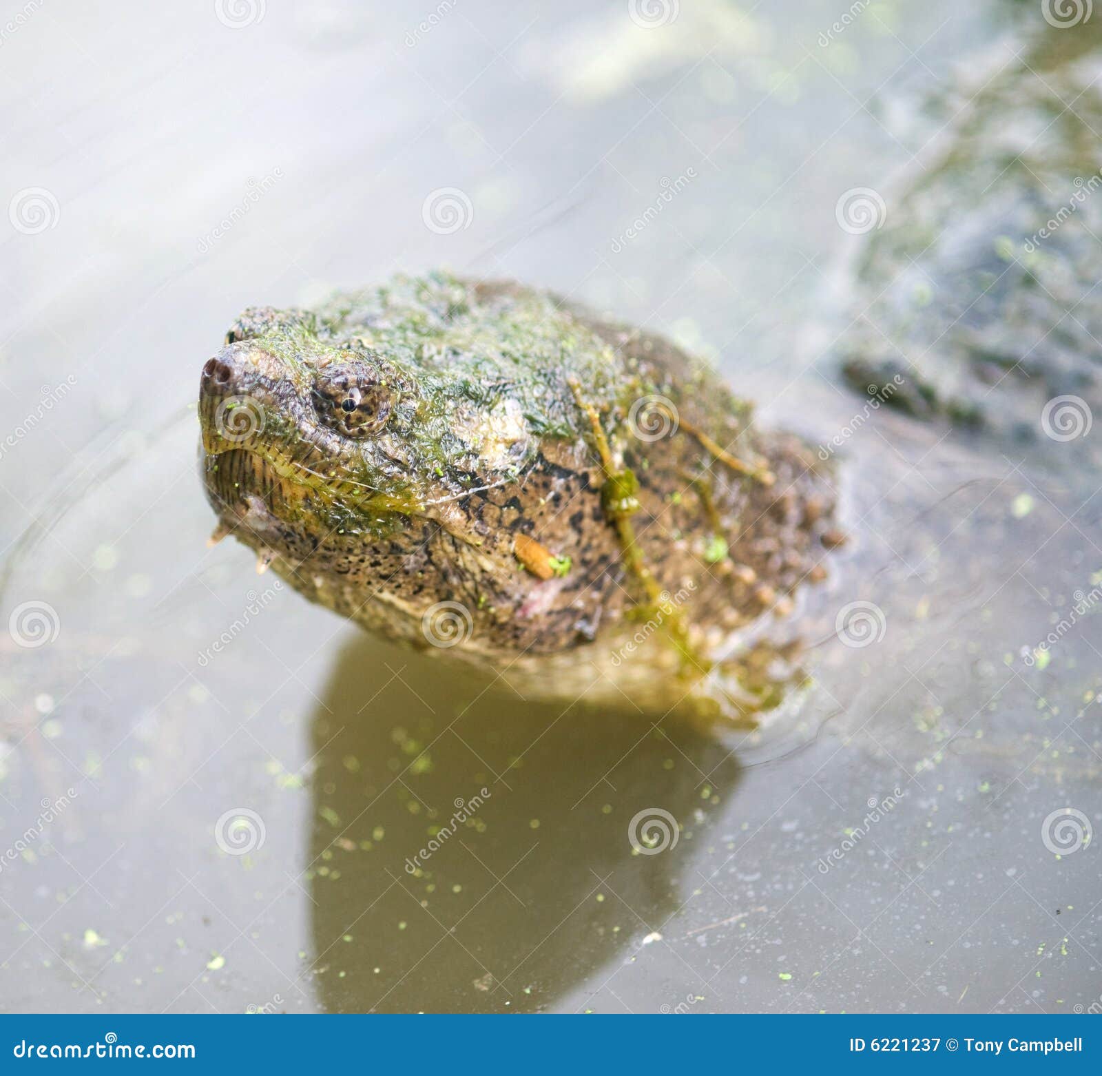 Common Snapping Turtle in the Water Stock Image - Image of snapping ...