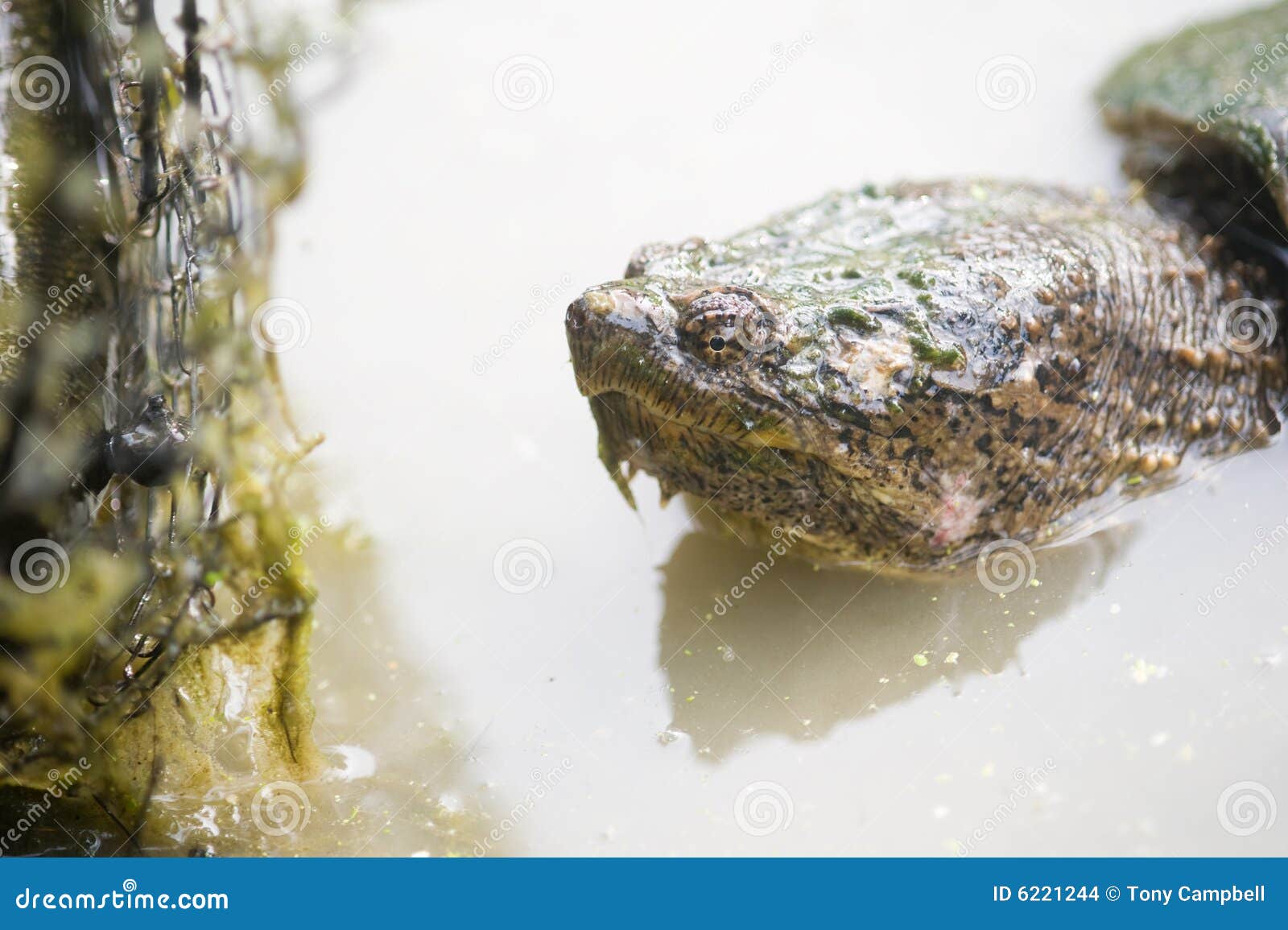 Common Snapping Turtle in the Water Stock Photo - Image of eyes ...