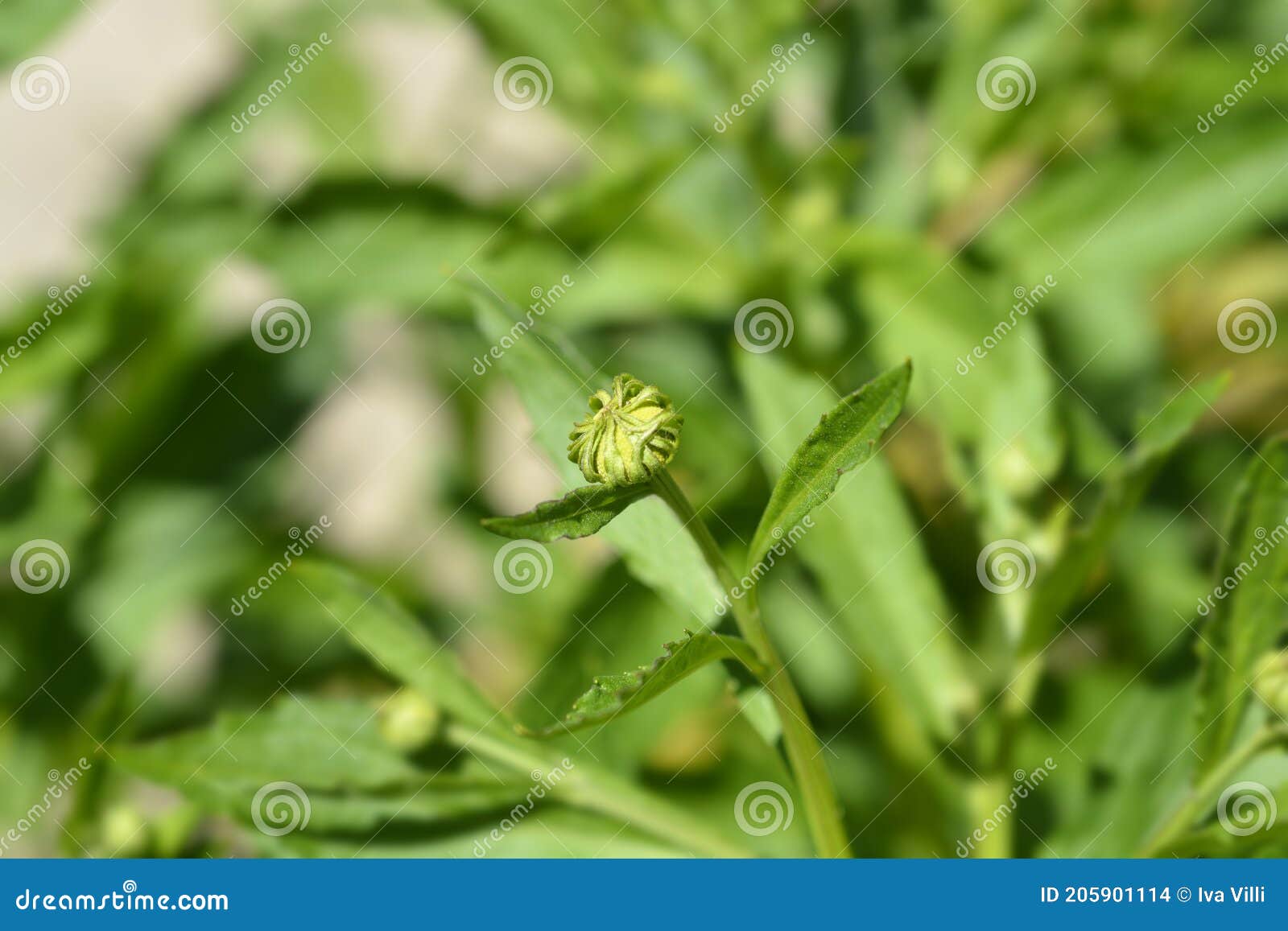 Common sneezeweed stock photo. Image of nature, outdoors - 205901114