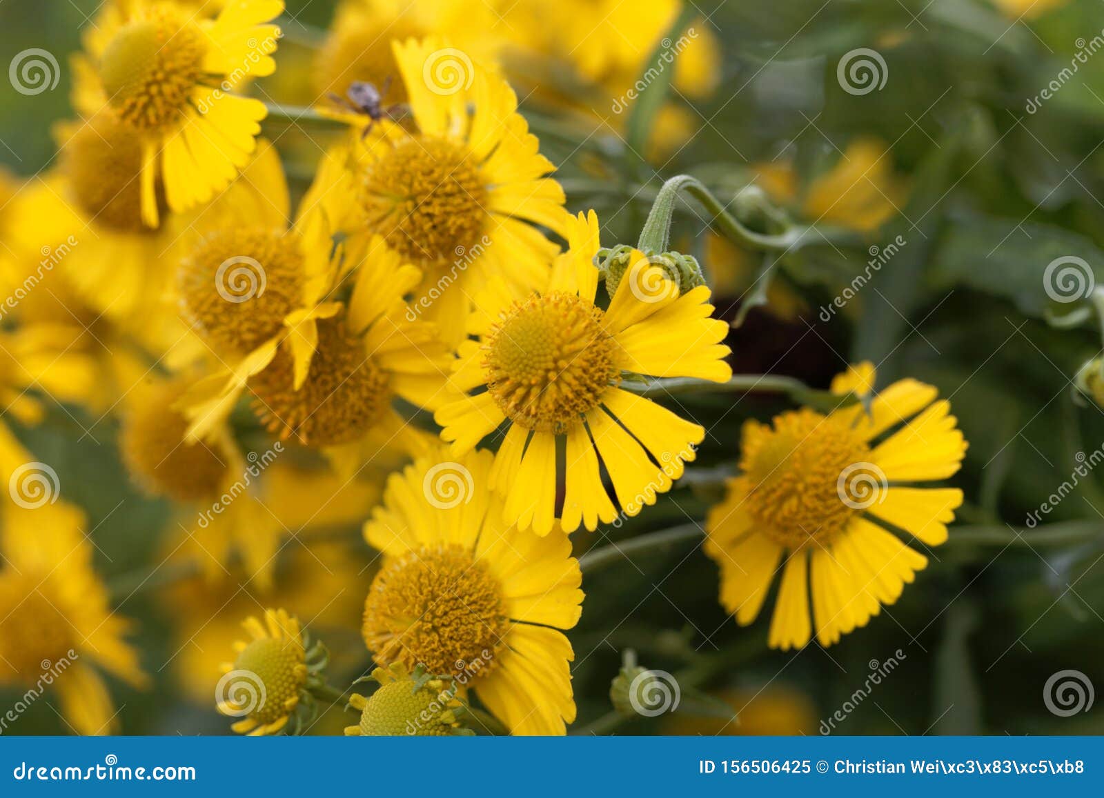 Common Sneezeweed, Helenium Autumnale Stock Image - Image of flowers ...