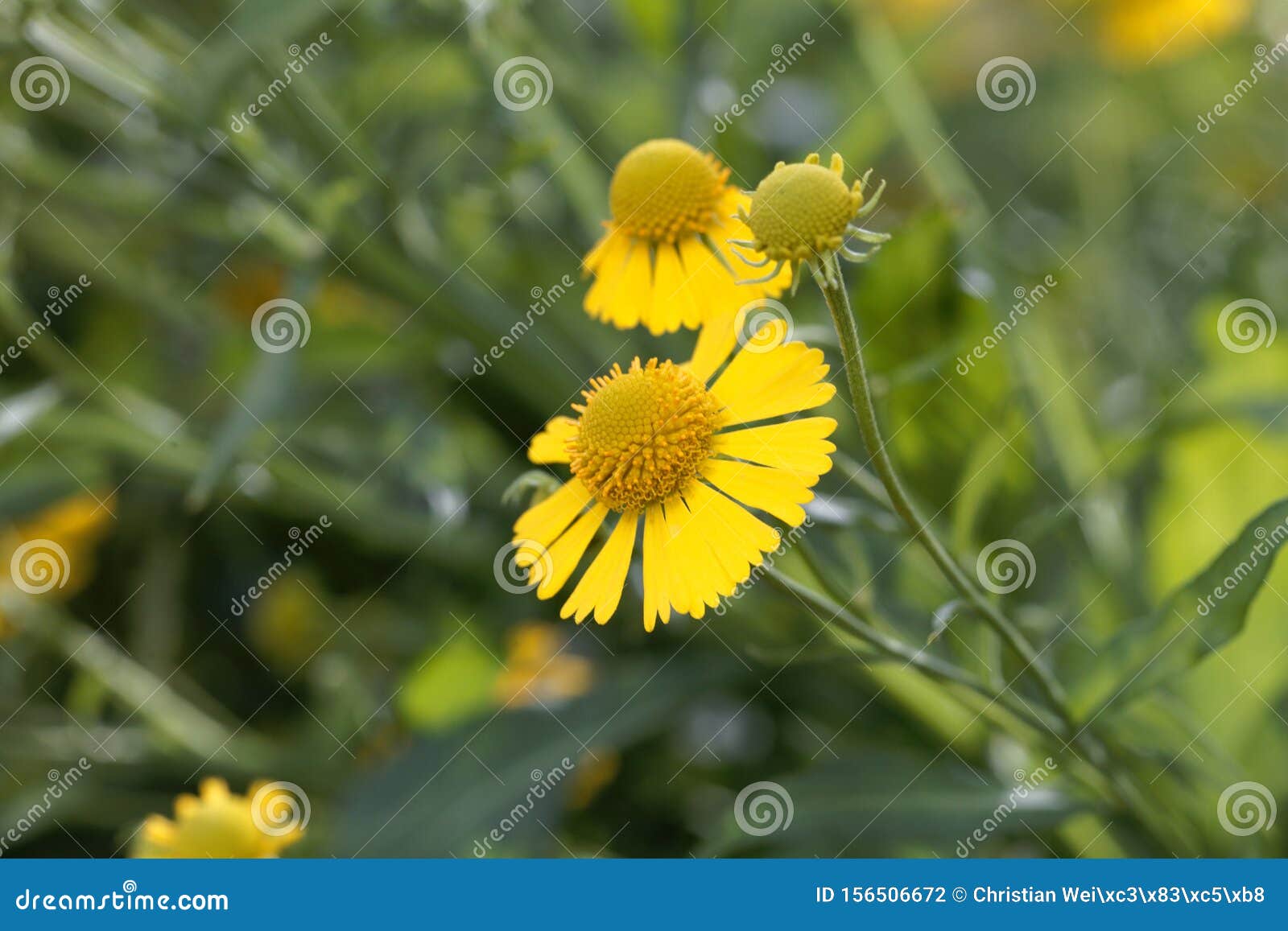 Common Sneezeweed, Helenium Autumnale Stock Photo - Image of floral ...