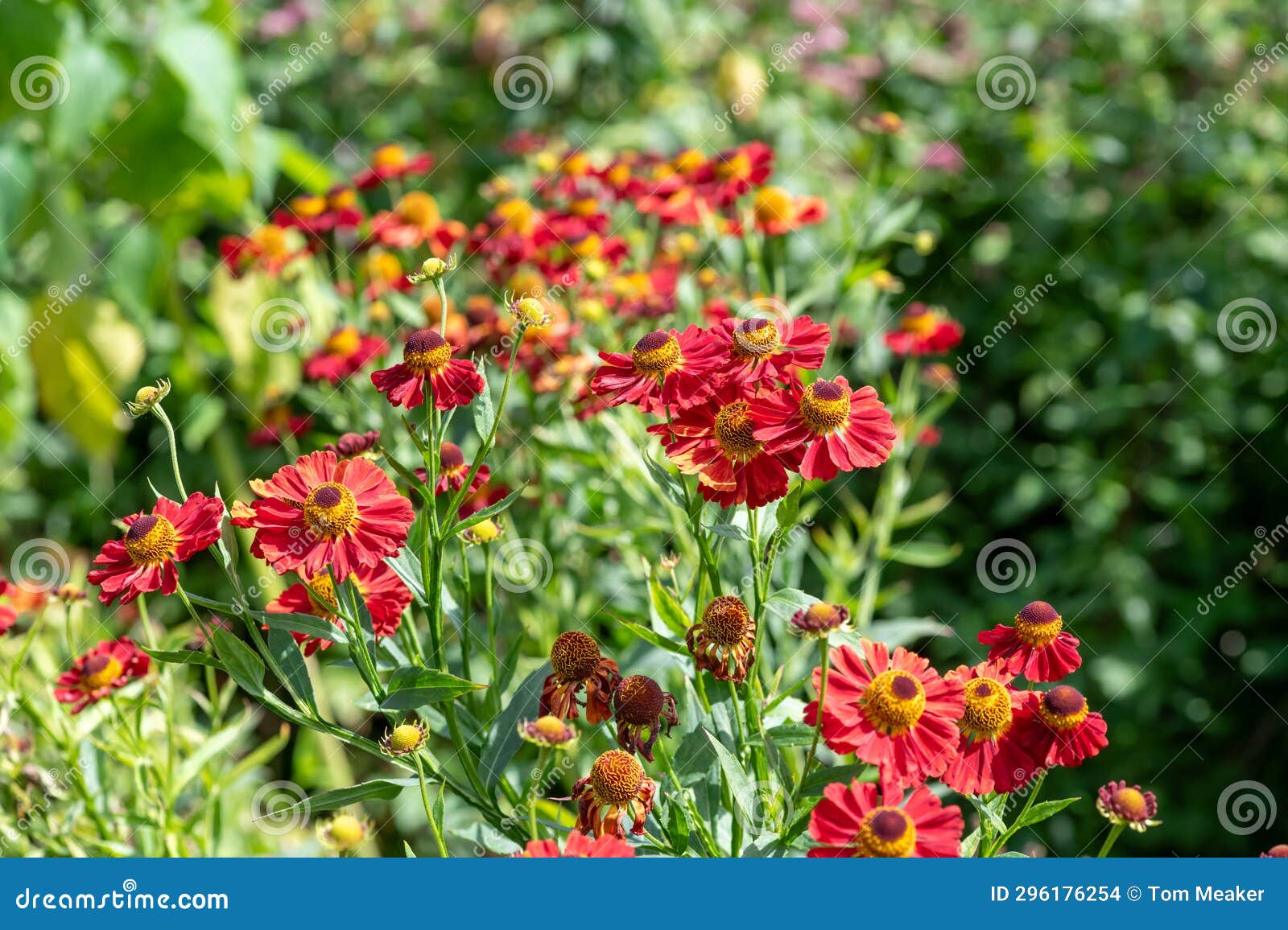 Common Sneezeweed (helenium Autumnale) Flowers Stock Photo - Image of ...