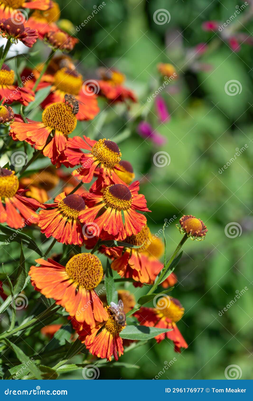 Common Sneezeweed (helenium Autumnale) Flowers Stock Image - Image of ...