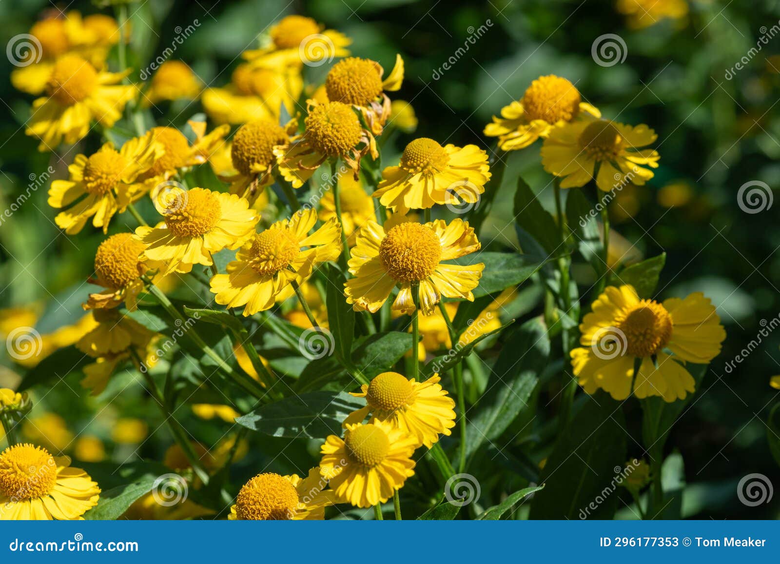 Common Sneezeweed (helenium Autumnale) Flowers Stock Image - Image of ...