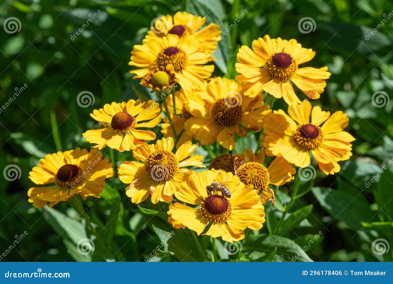 Common Sneezeweed (helenium Autumnale) Flowers Stock Photo - Image of ...