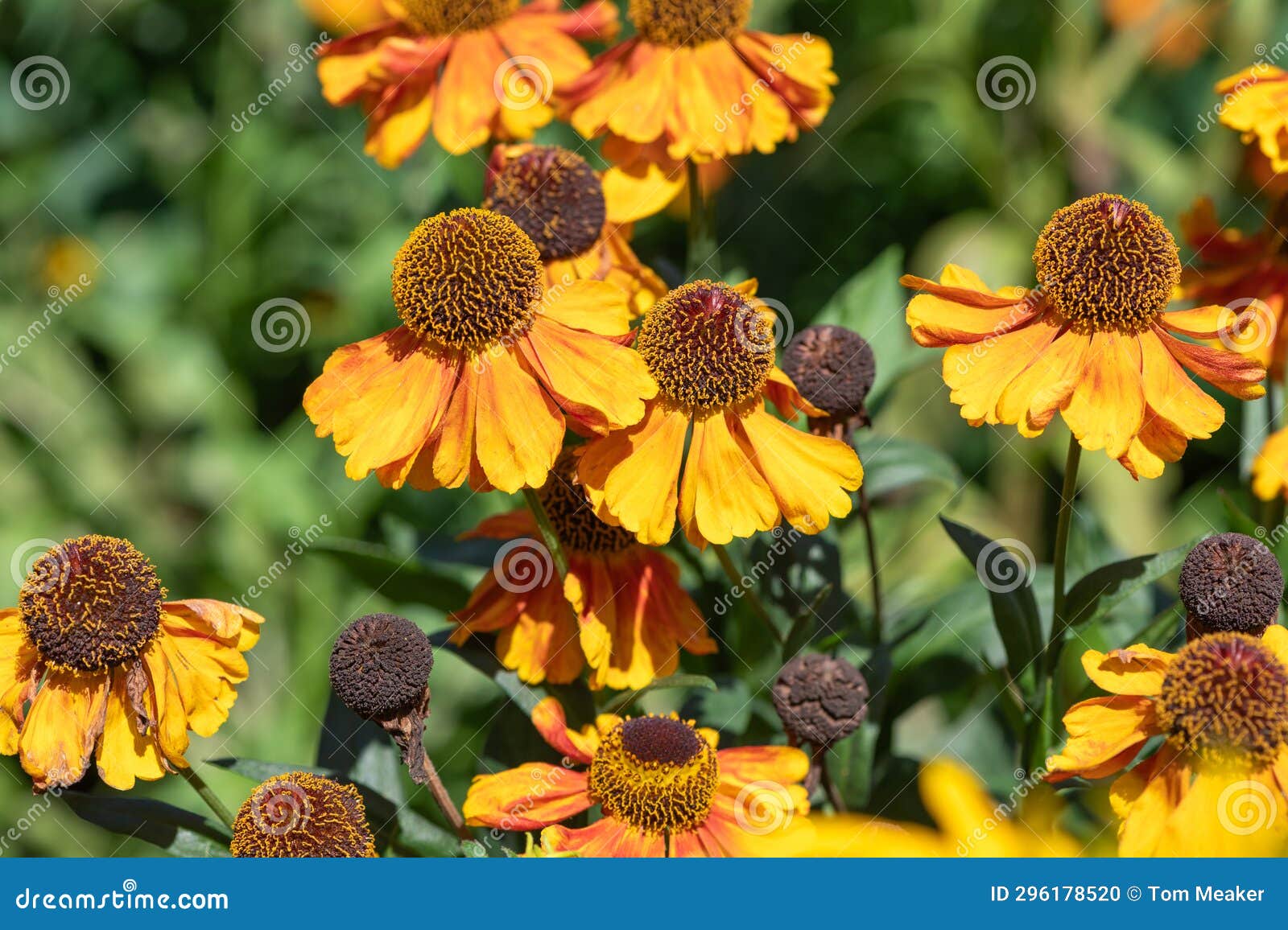 Common Sneezeweed (helenium Autumnale) Flowers Stock Photo - Image of ...