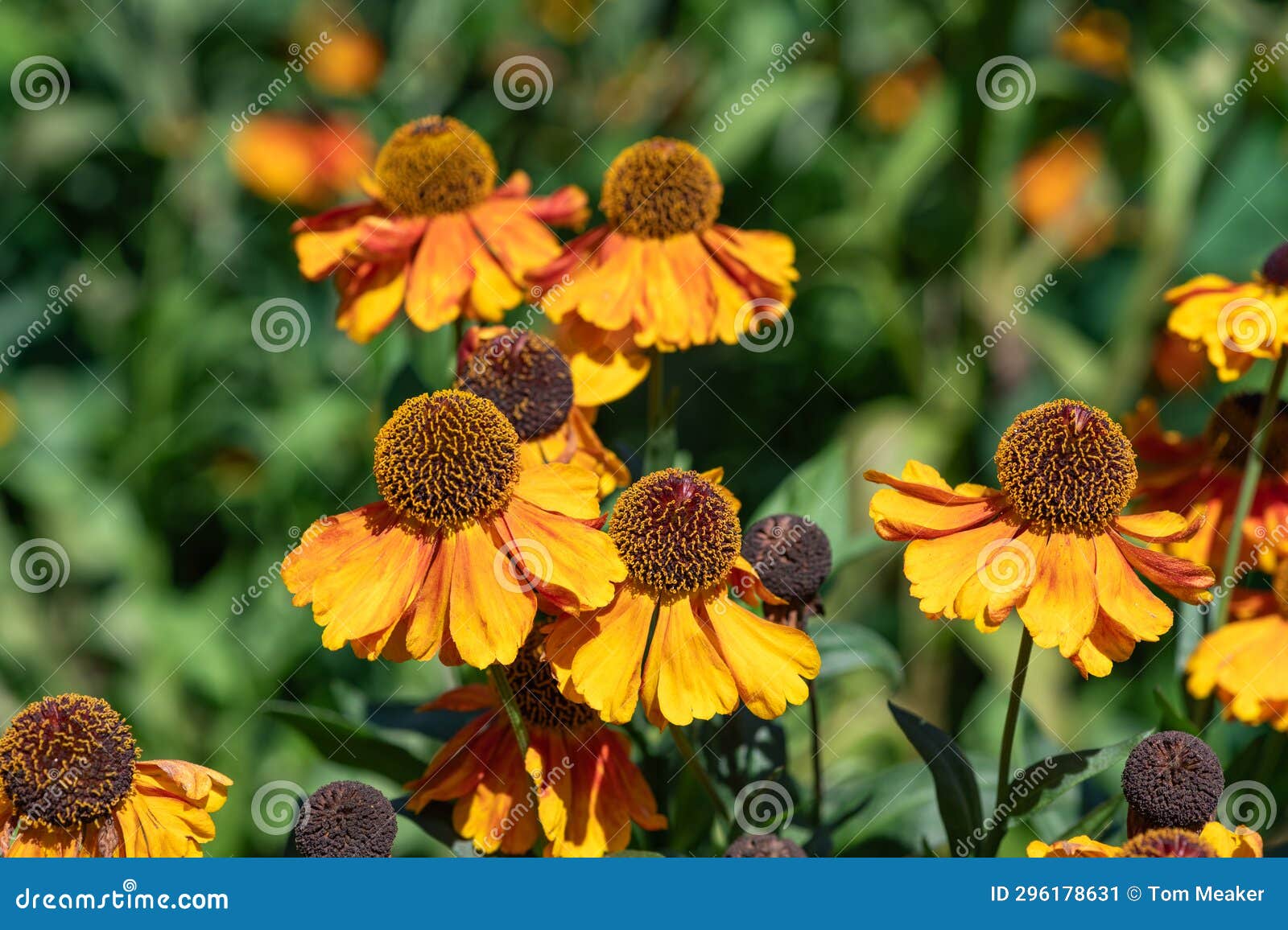 Common Sneezeweed (helenium Autumnale) Flowers Stock Image - Image of ...