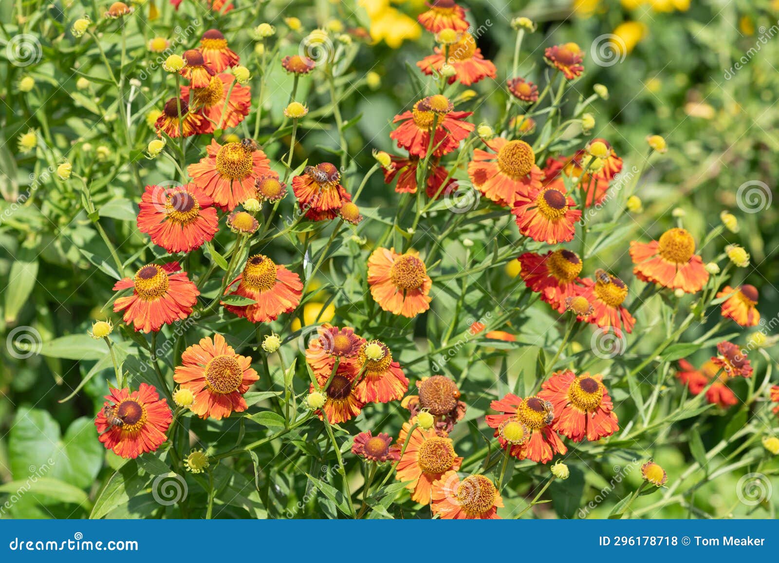 Common Sneezeweed (helenium Autumnale) Flowers Stock Photo - Image of ...