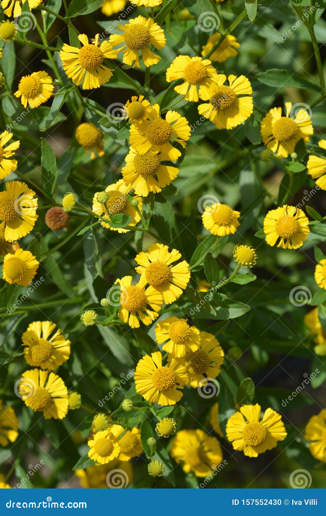 Common sneezeweed stock photo. Image of summer, helenium - 157552430