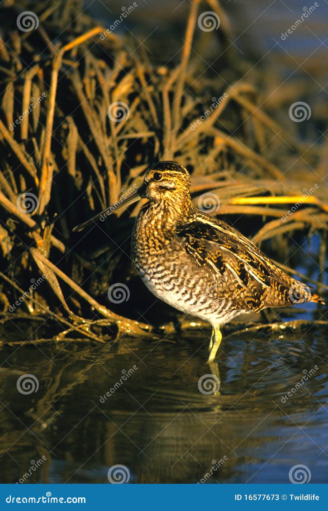 Common Snipe stock image. Image of swamp, snipe, wildlife - 16577673