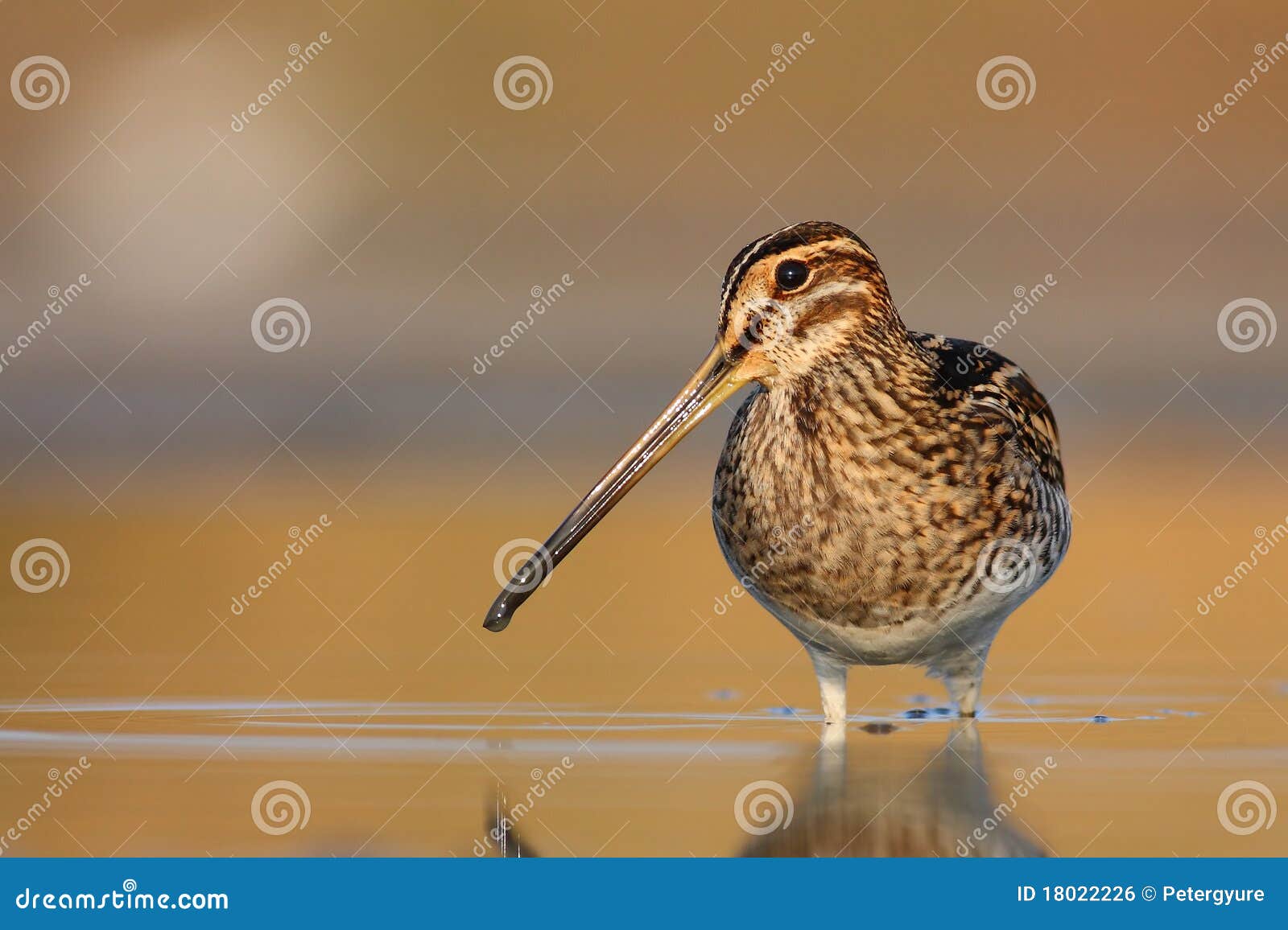 Common snipe stock photo. Image of hortobagy, bird, wildlife - 18022226
