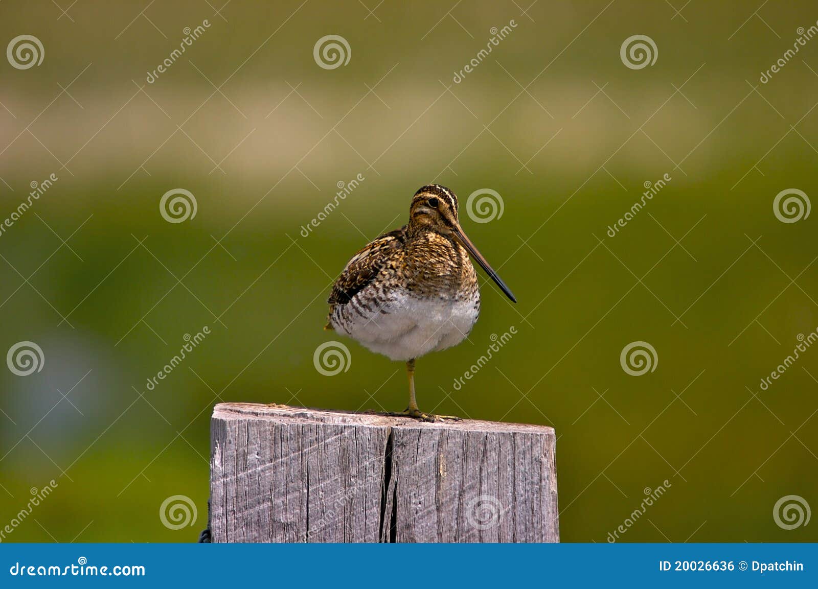 Common Snipe stock photo. Image of common, striped, beak - 20026636