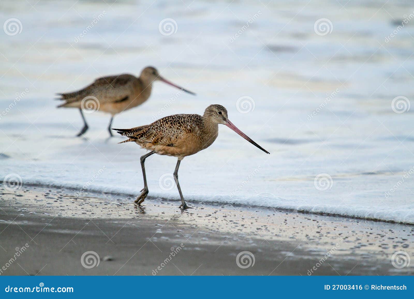 Common Snipe stock photo. Image of beach, wildlife, birds - 27003416