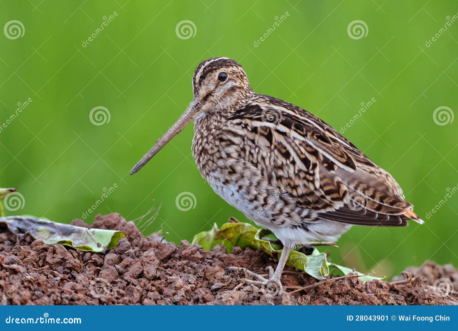 Common Snipe. stock image. Image of confuse, sight, plant - 28043901