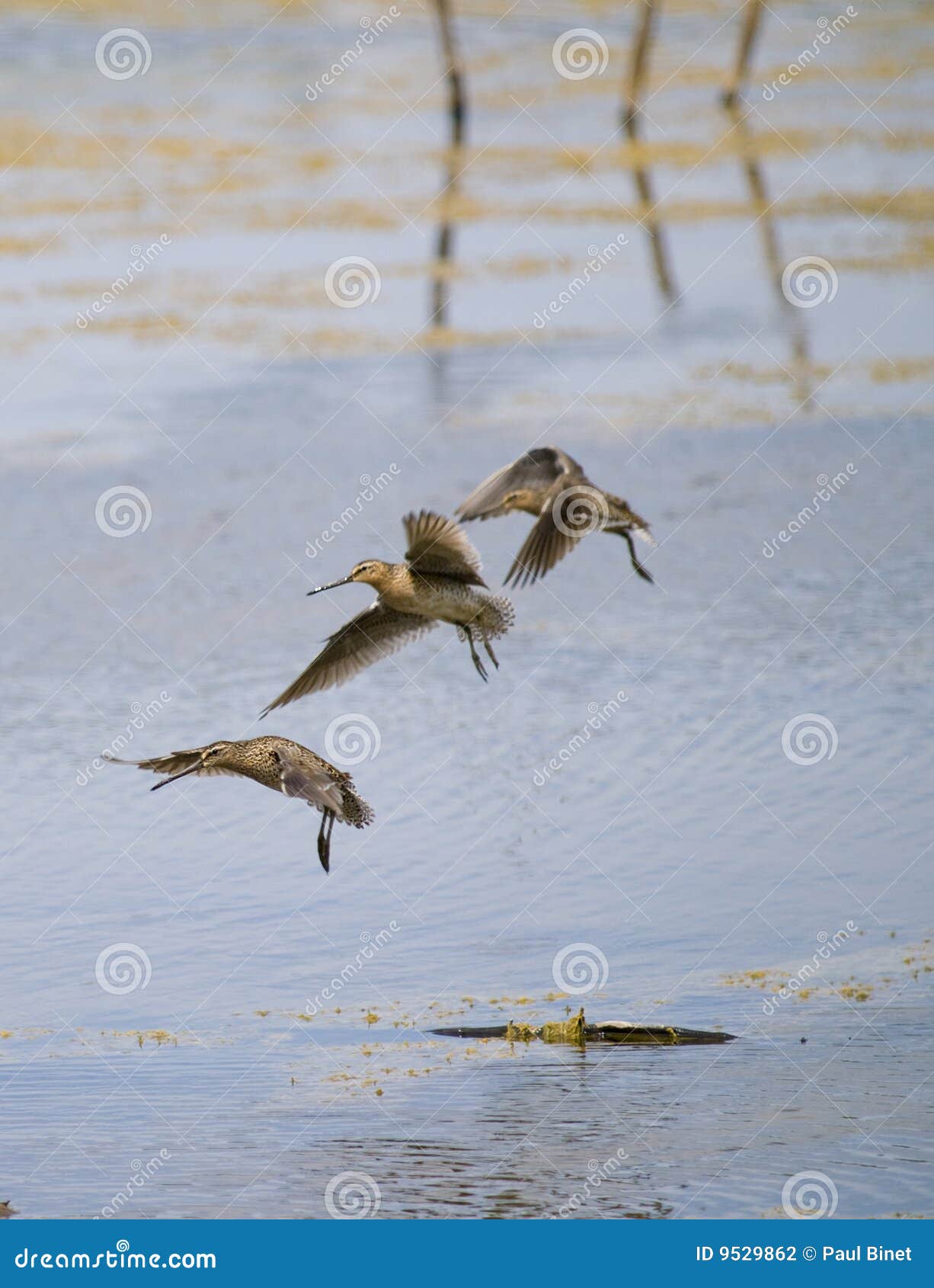 Common snipe bird group C stock photo. Image of scenic - 9529862