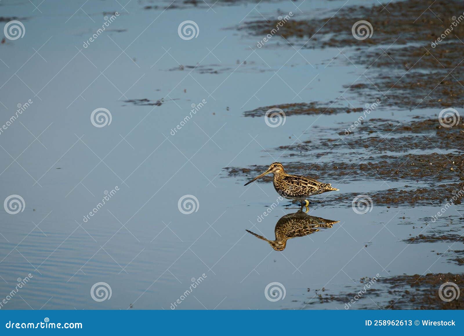 Common Snipe Bird Perched and Wading in a Dirty Pond Stock Image ...