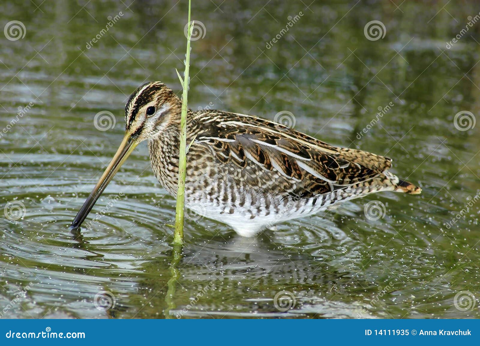Common snipe feeding stock image. Image of sandpiper - 14111935