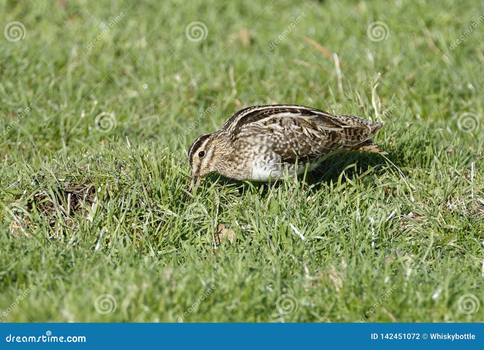 Common Snipe stock photo. Image of british, long, moorland - 142451072