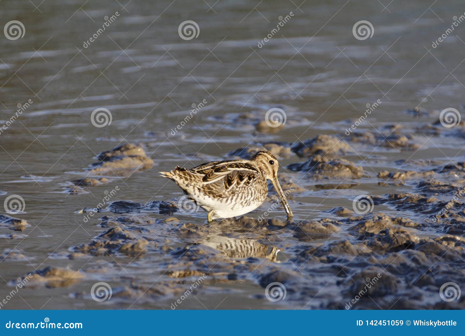 Common Snipe stock image. Image of wildlife, scolopacidae - 142451059