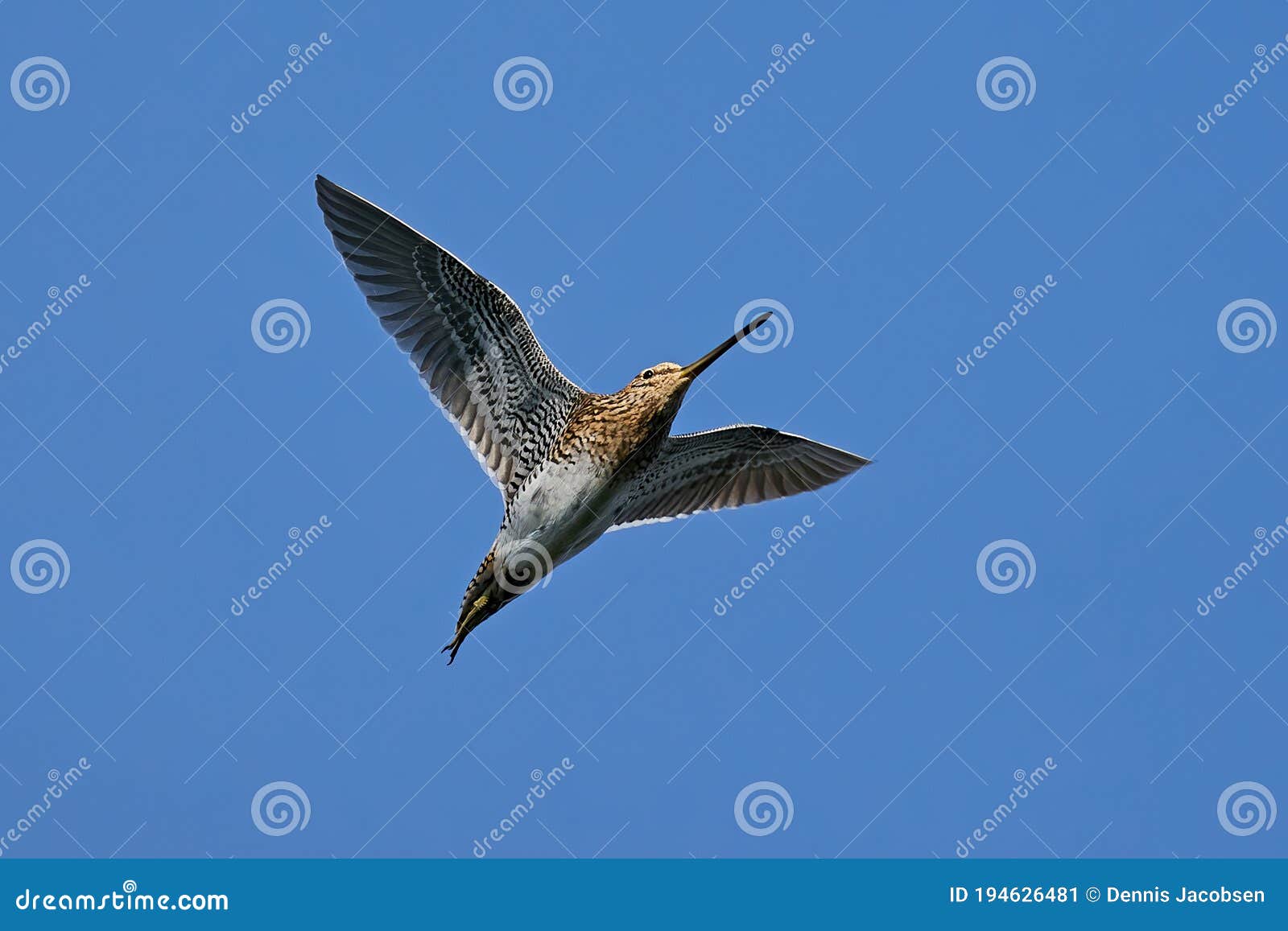 Common Snipe Gallinago Gallinago Stock Image - Image of wildlife ...