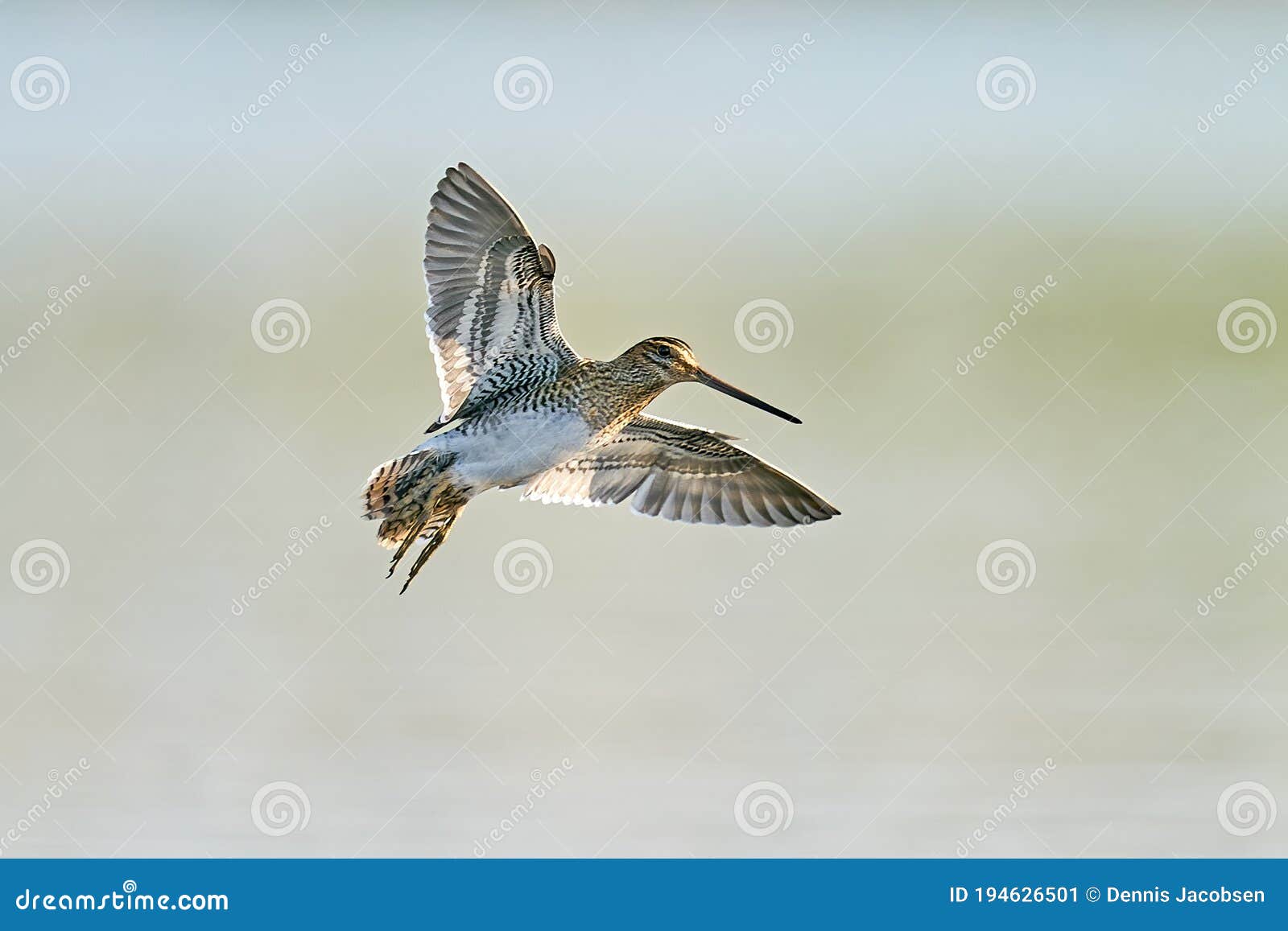 Common Snipe Gallinago Gallinago Stock Image - Image of flight ...