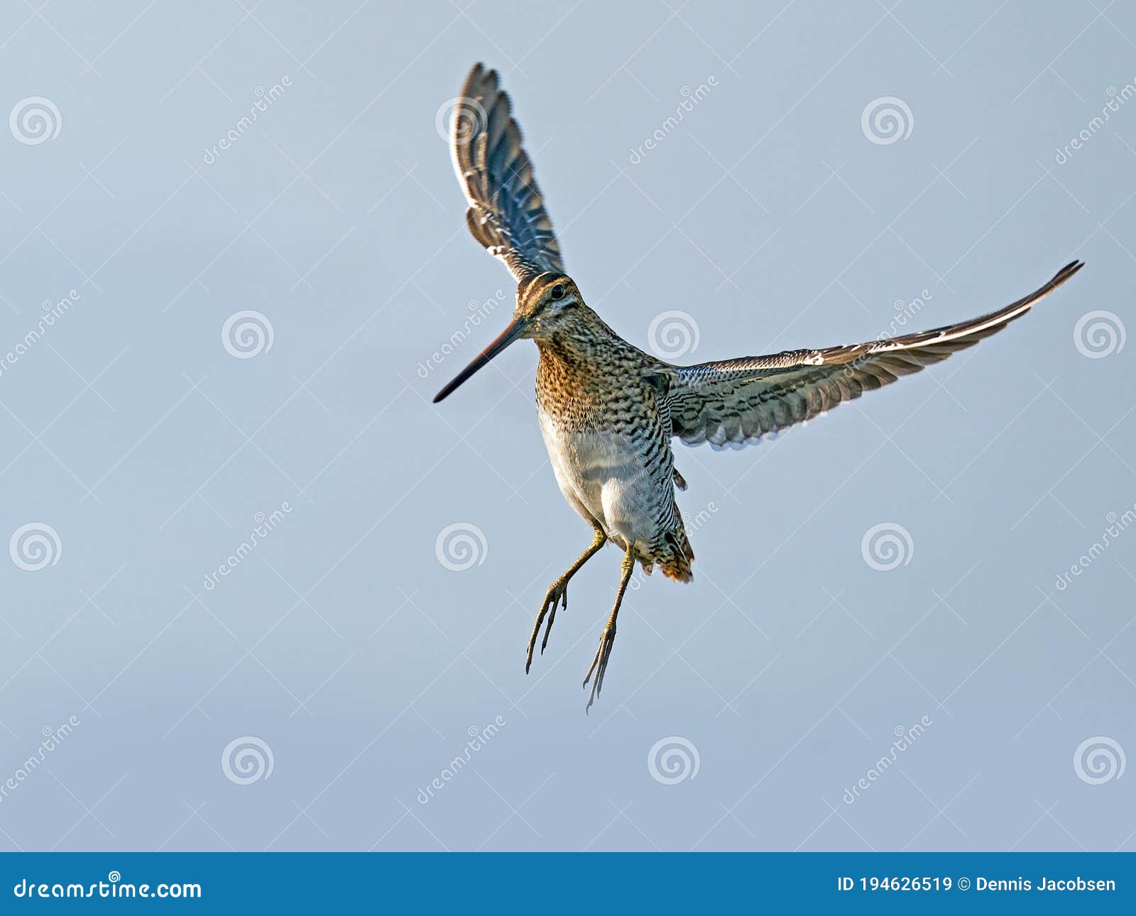 Common Snipe Gallinago Gallinago Stock Image - Image of bird, flying ...