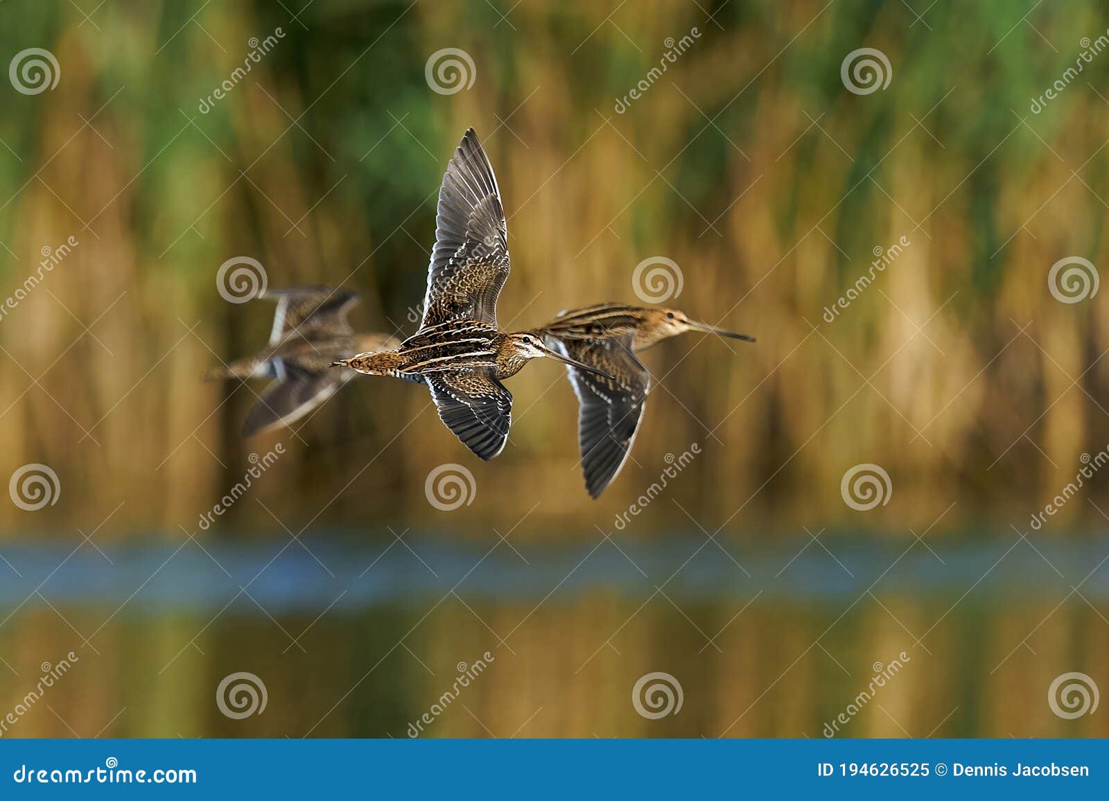 Common Snipe Gallinago Gallinago Stock Image - Image of snipe, habitat ...