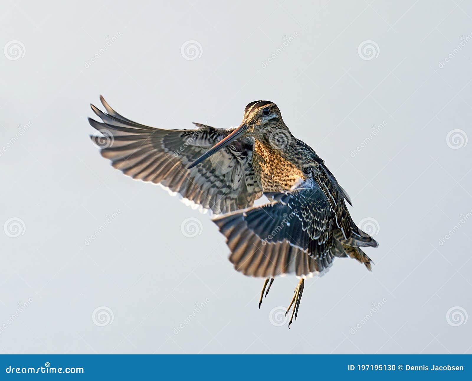 Common Snipe Gallinago Gallinago Stock Photo - Image of wildlife, wader ...