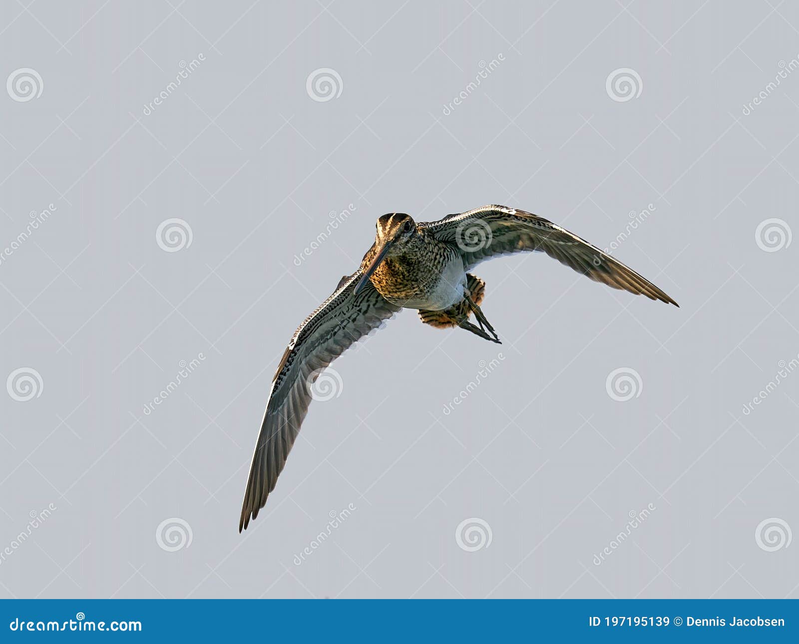 Common Snipe Gallinago Gallinago Stock Image - Image of common, denmark ...