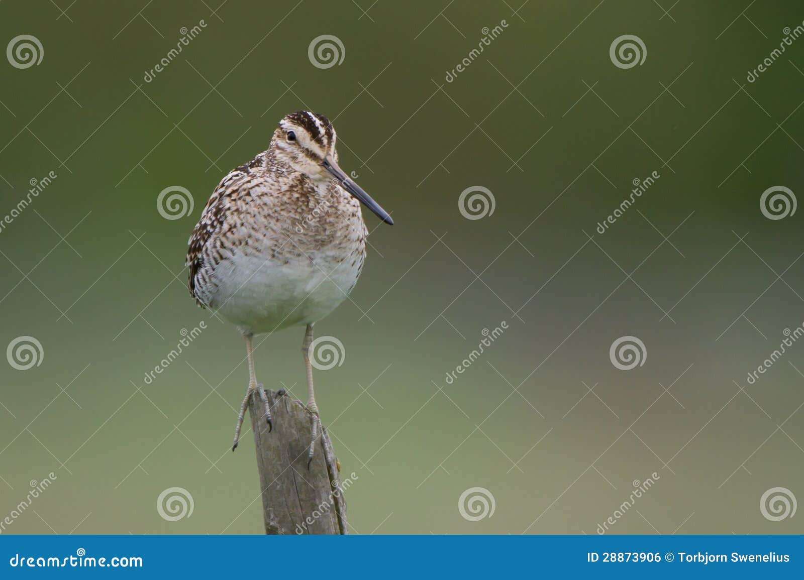 Common Snipe (Gallinago Gallinago) Stock Photo - Image of beak, animals ...