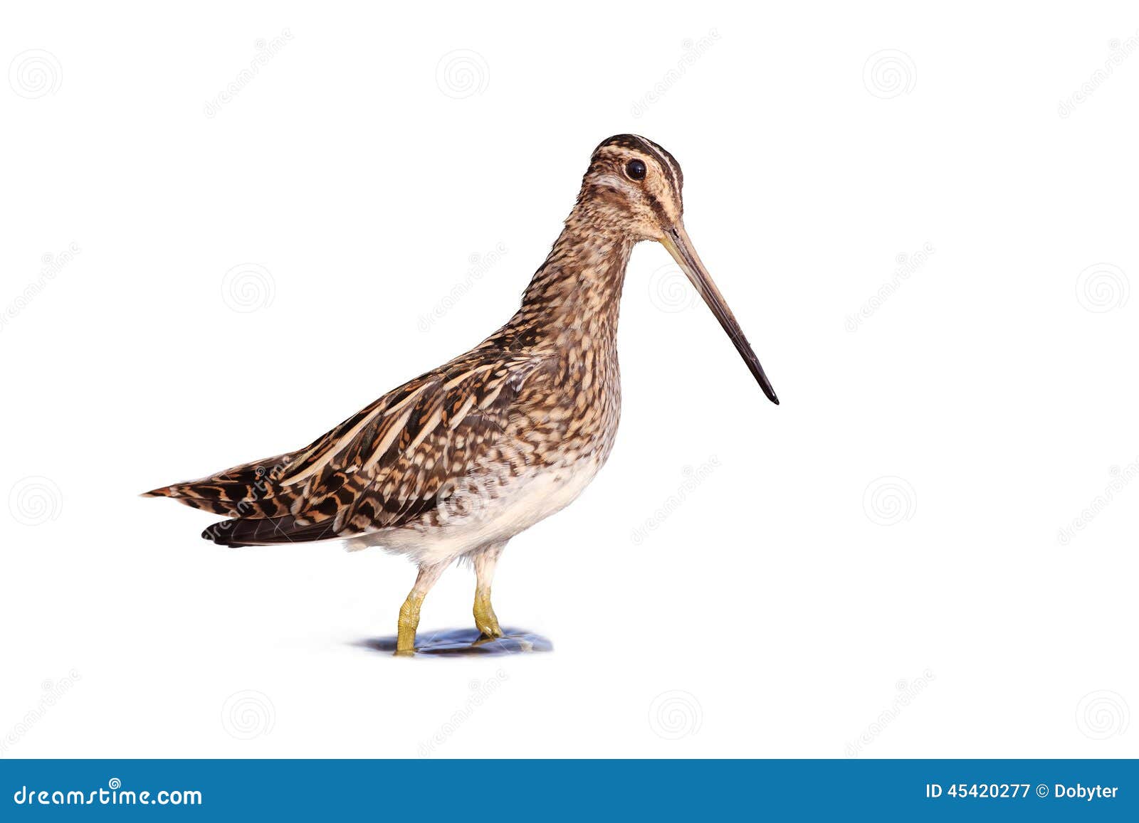 Common Snipe Royalty-Free Stock Photo | CartoonDealer.com #16577673