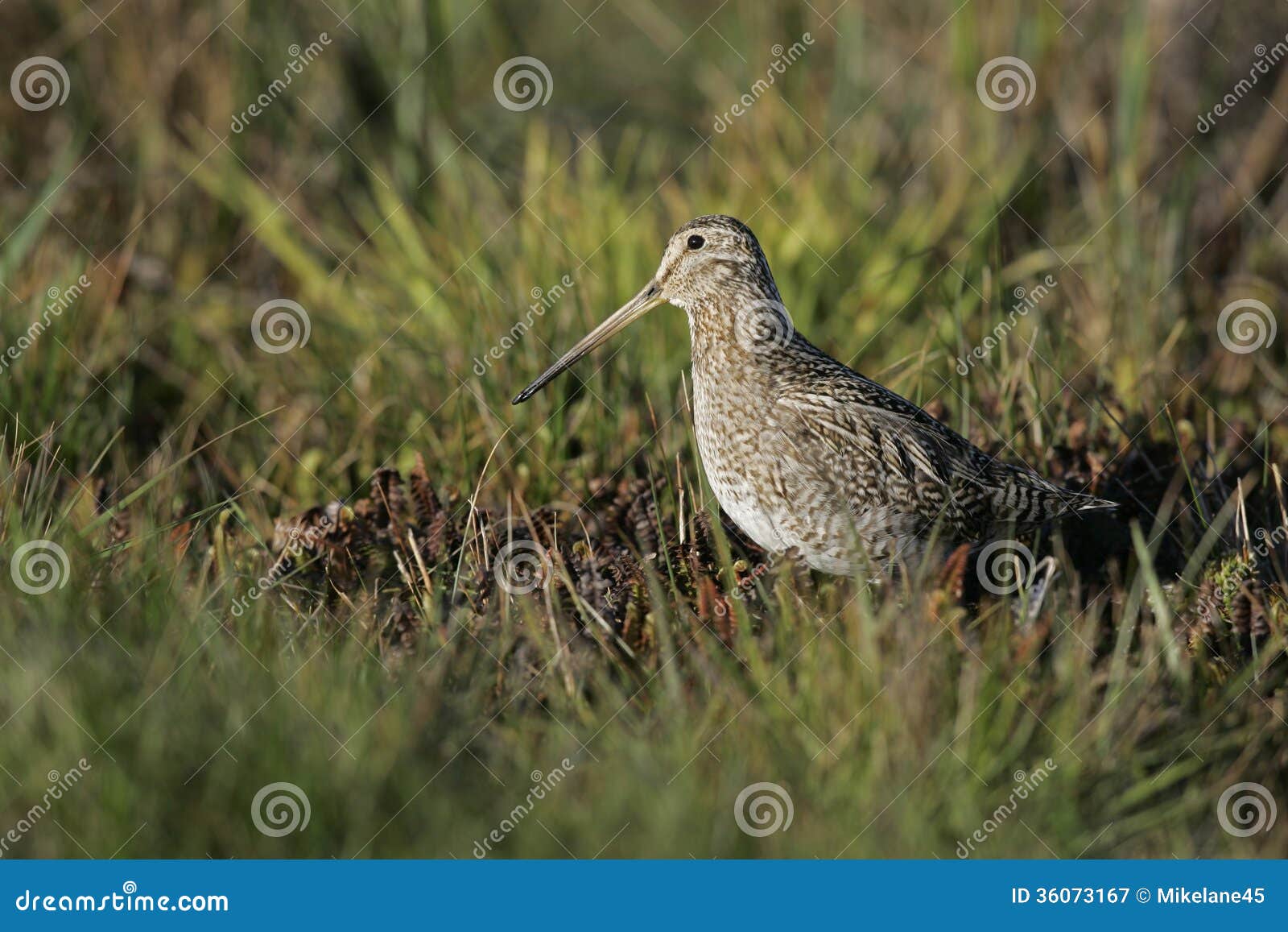 Common Snipe, Gallinago Gallinago Stock Image - Image of wader ...