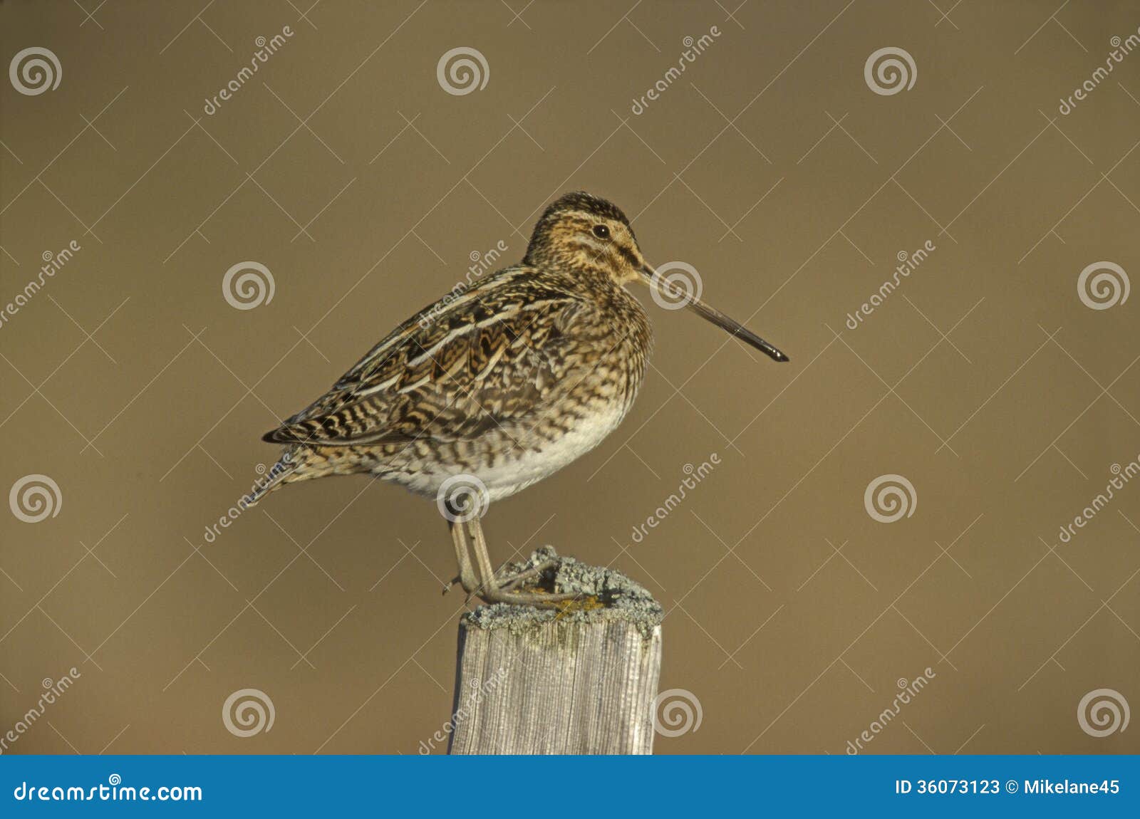 Common Snipe, Gallinago Gallinago Stock Image - Image of snipe, water ...