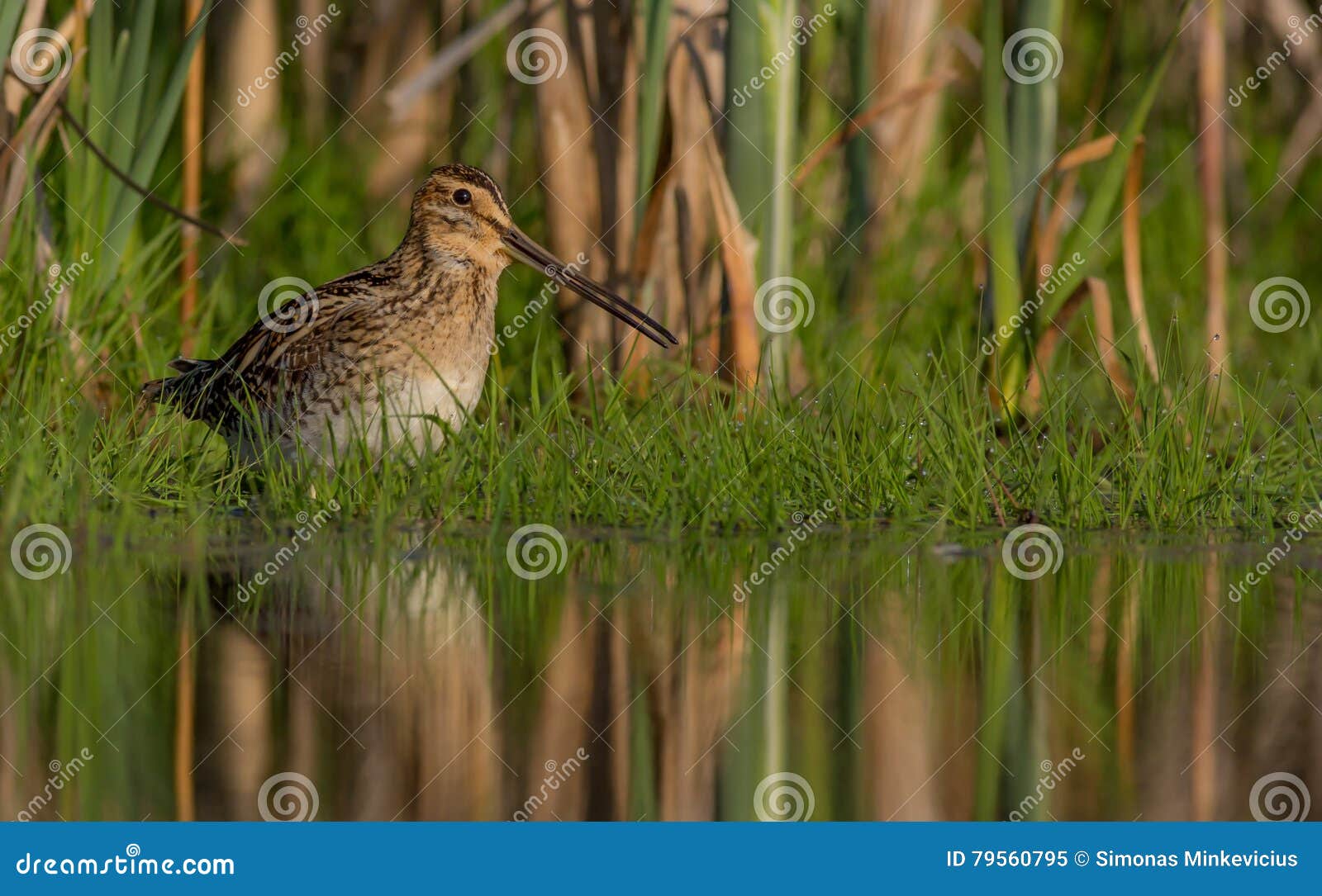 Common Snipe - Gallinago Gallinago Stock Image - Image of animal ...