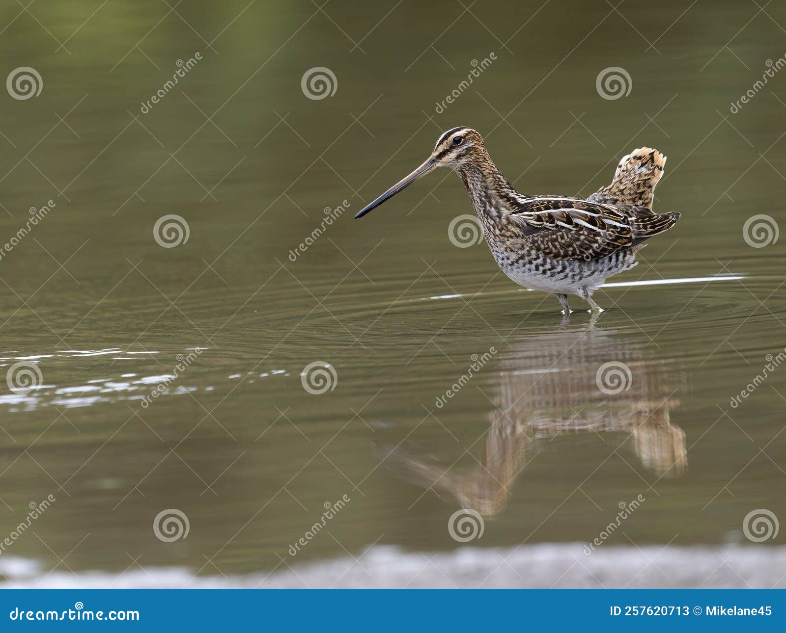 Common Snipe, Gallinago Gallinago Stock Image - Image of snipe, fauna ...