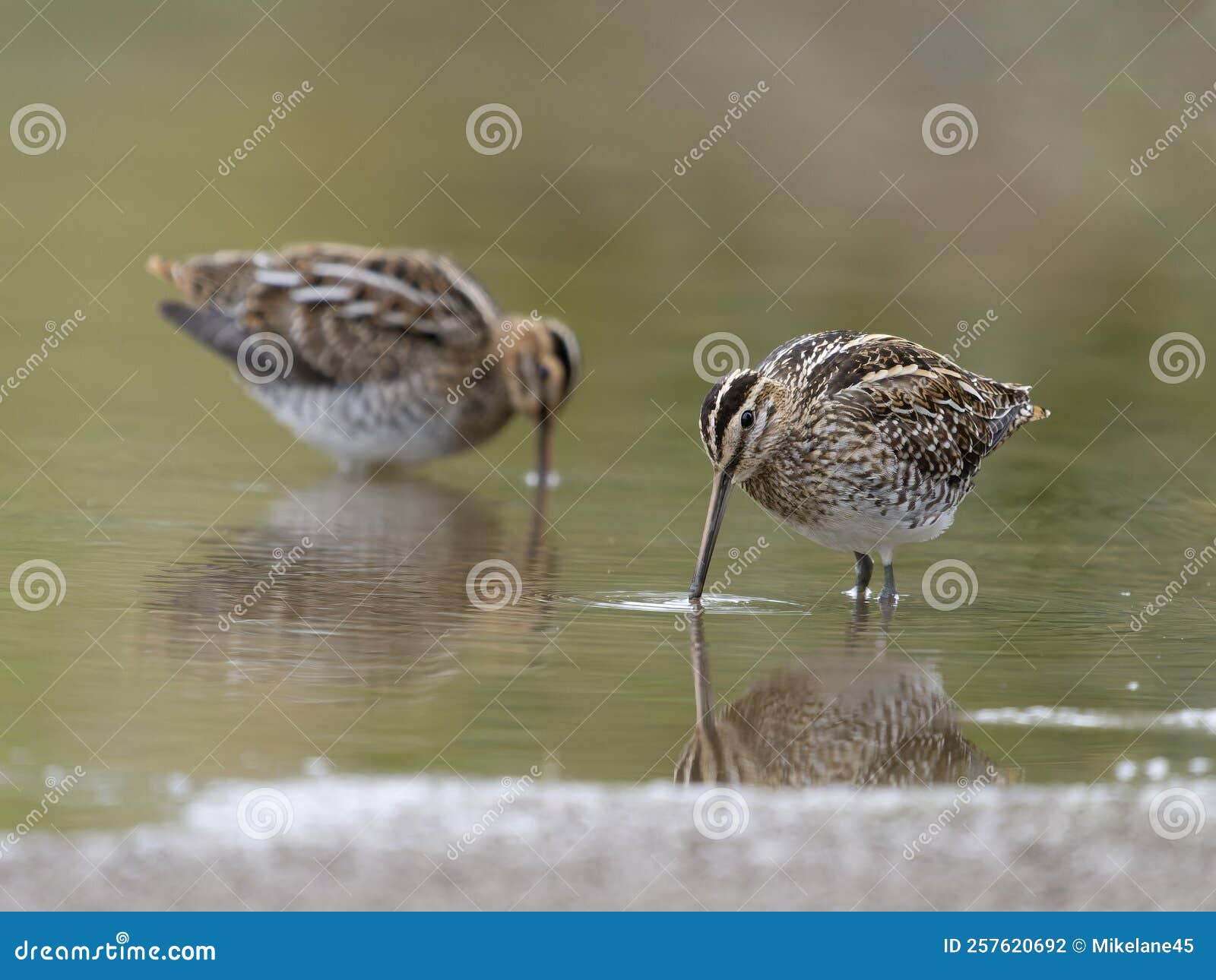 Common Snipe, Gallinago Gallinago Stock Photo - Image of britain, snipe ...